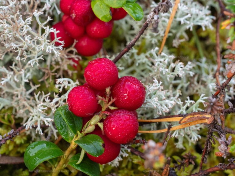 What Does Lingonberry Taste Like? Uncover This Nordic Berry's Zing ...